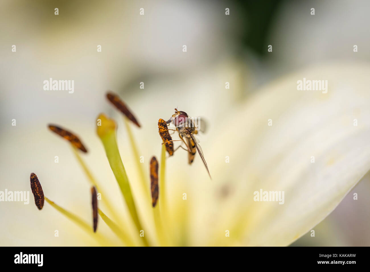 Wildlife collector hi-res stock photography and images - Alamy