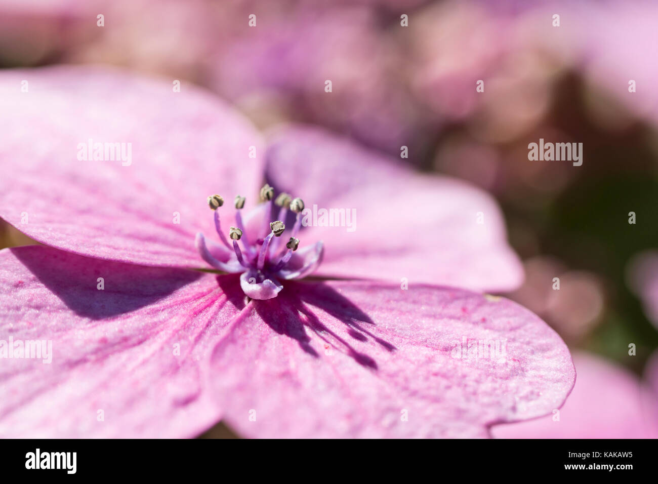 Sundial flower hi-res stock photography and images - Alamy