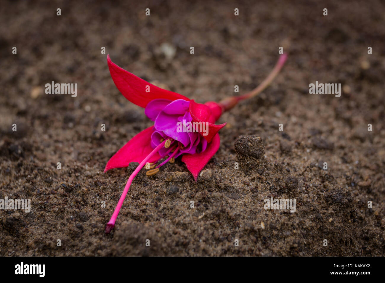 Fallen flower hi-res stock photography and images - Alamy