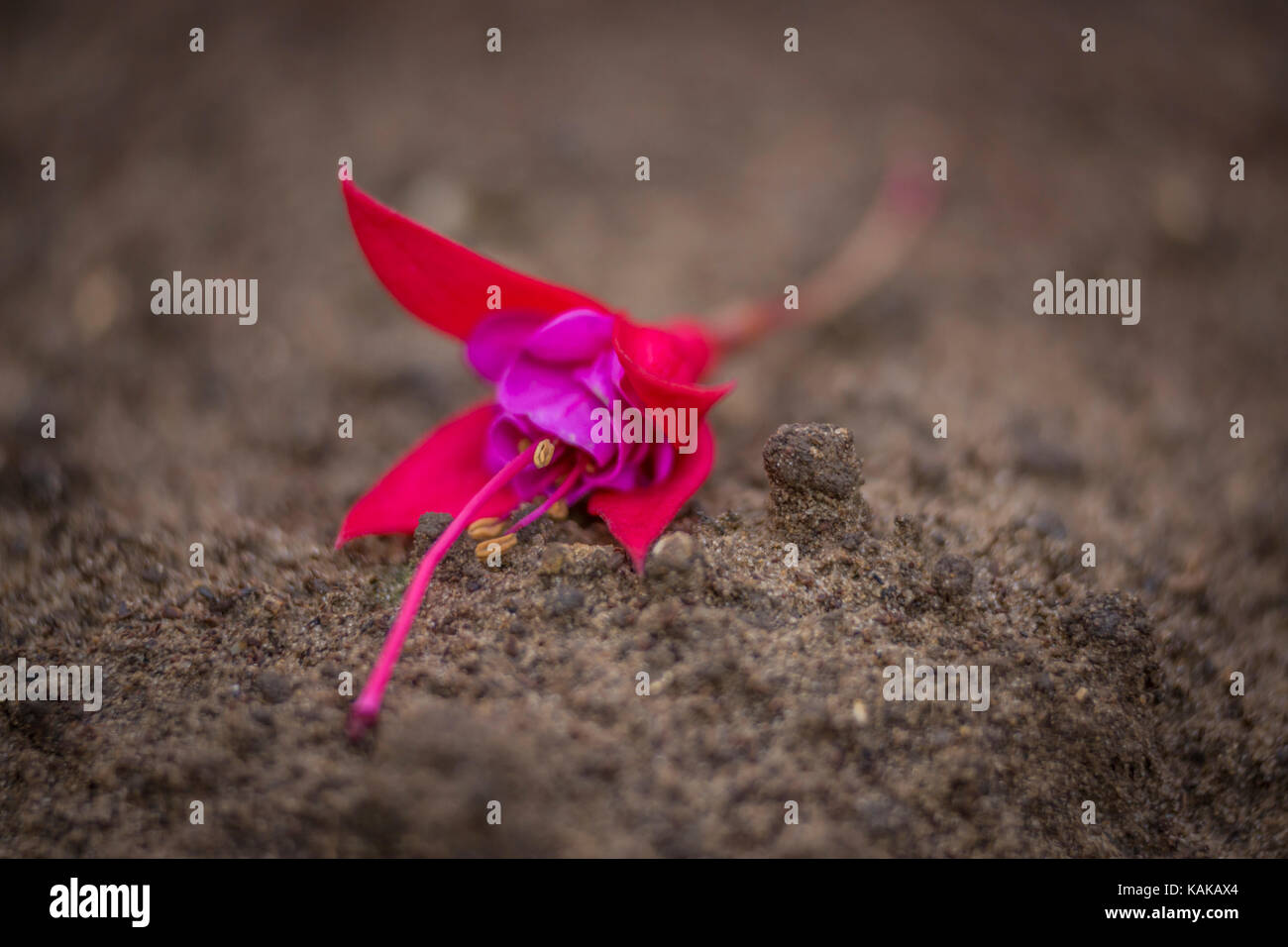 Fallen flower hi-res stock photography and images - Alamy
