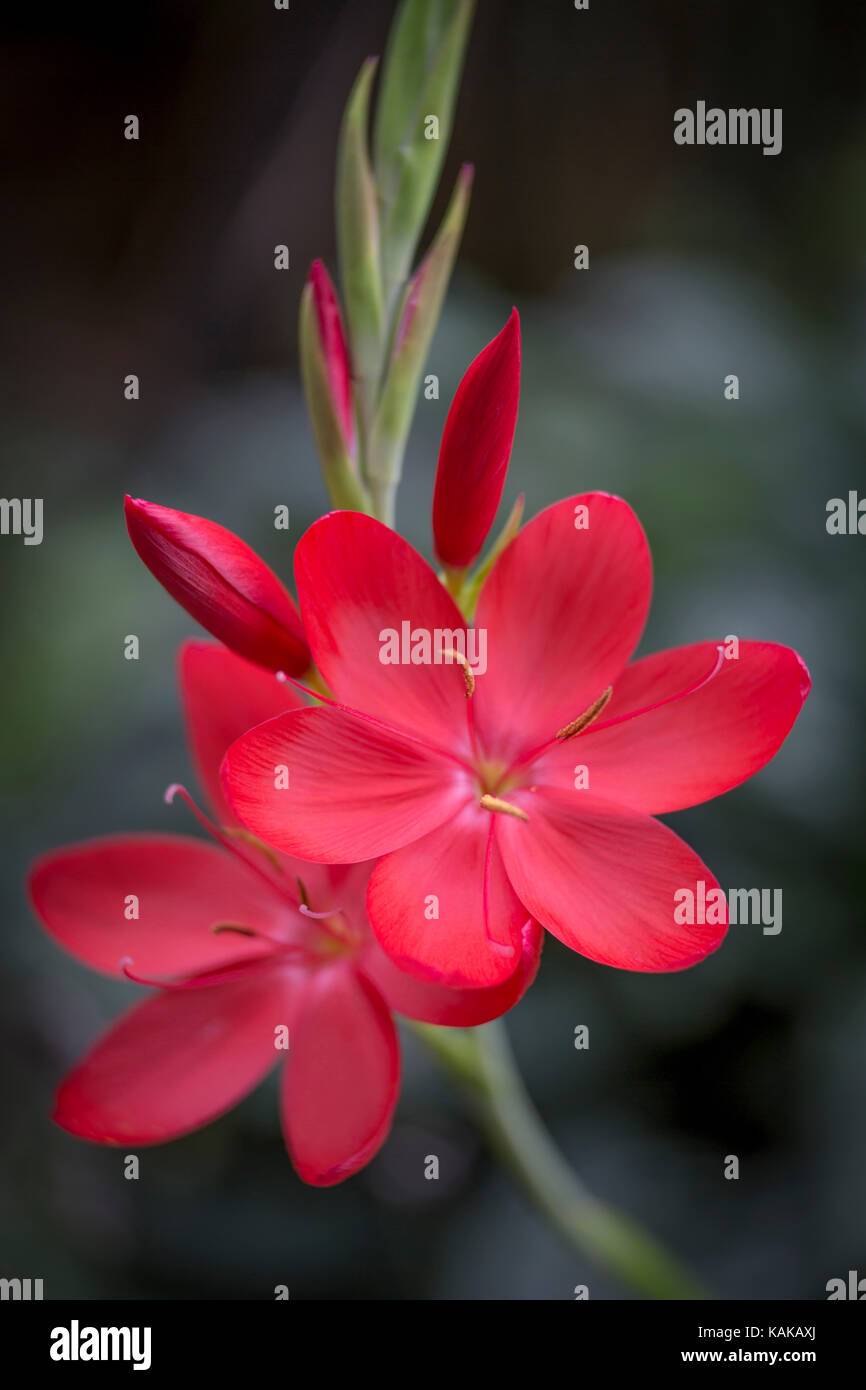 Flame lily flower hi-res stock photography and images - Alamy