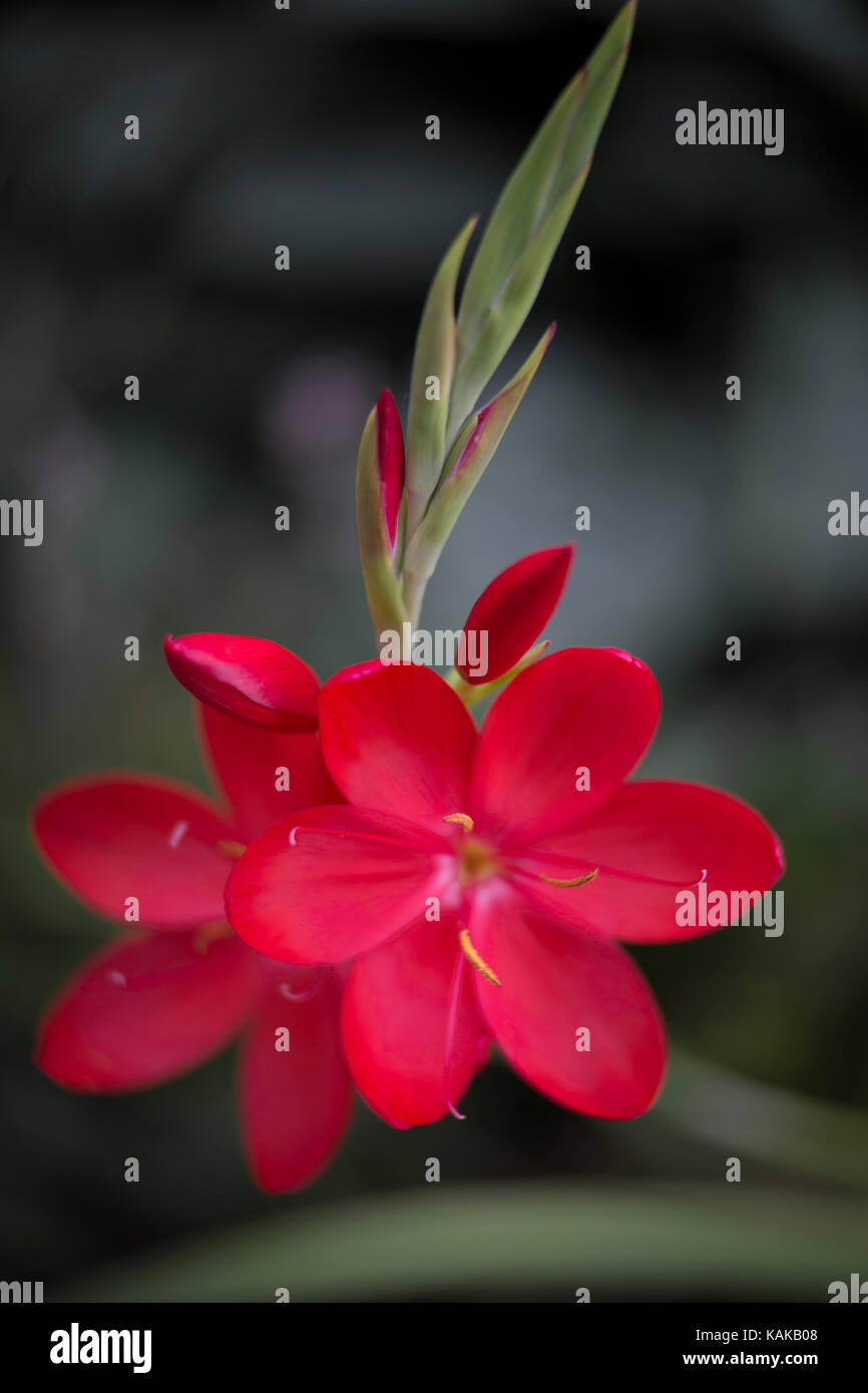 Hesperanthus hi-res stock photography and images - Alamy