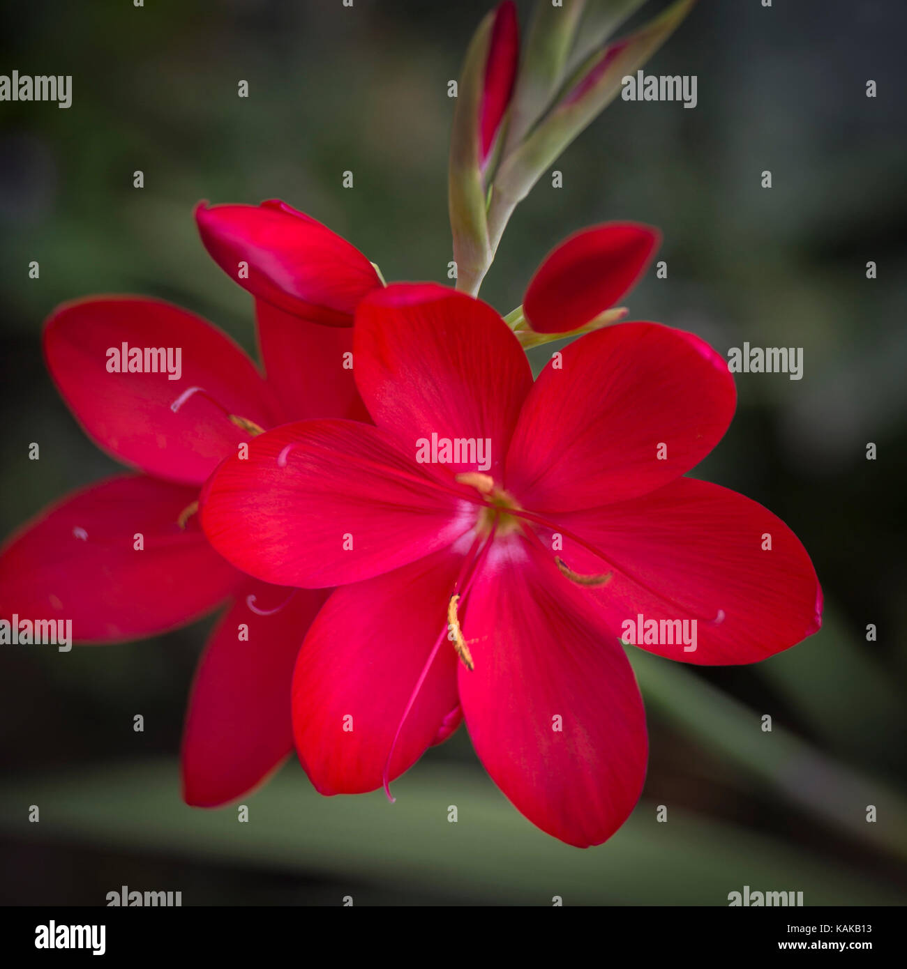 Hesperanthus hi-res stock photography and images - Alamy