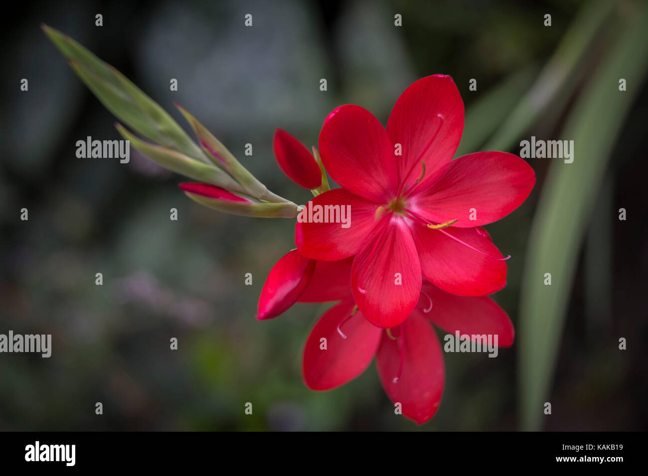 Flame lily flower hi-res stock photography and images - Alamy