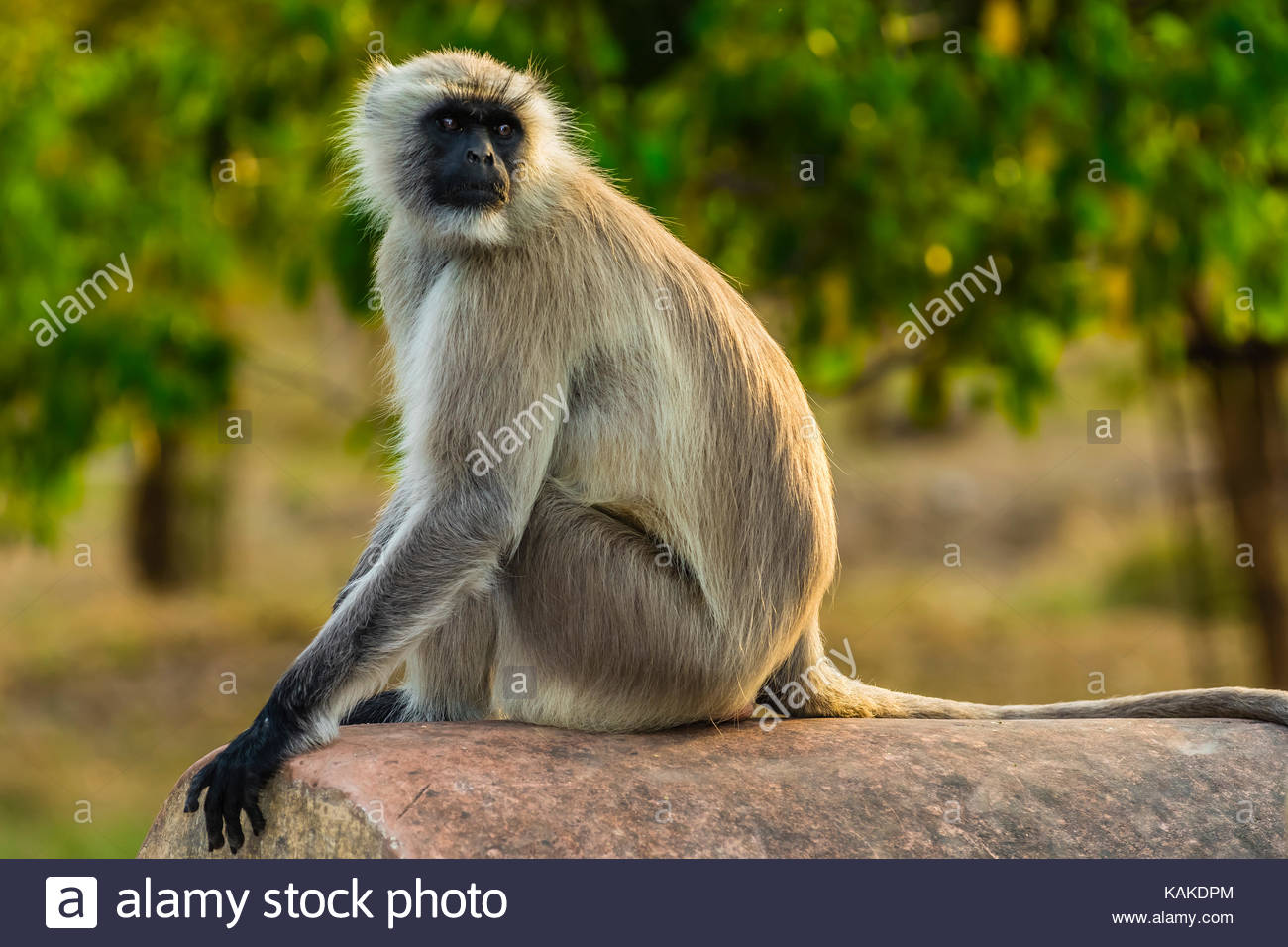 Langur Monkeys Stock Photos & Langur Monkeys Stock Images - Alamy
