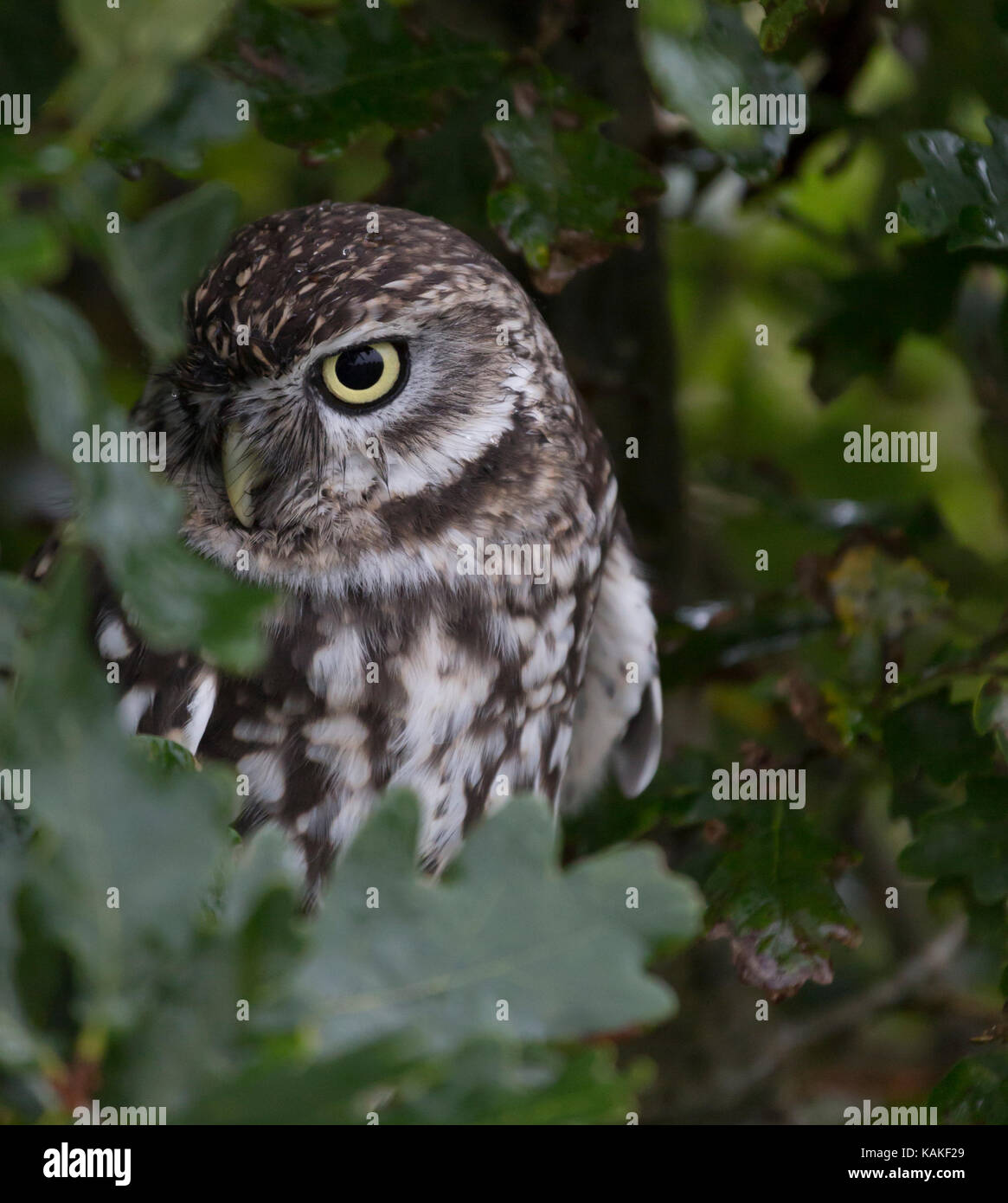 Little owl rain hi-res stock photography and images - Alamy