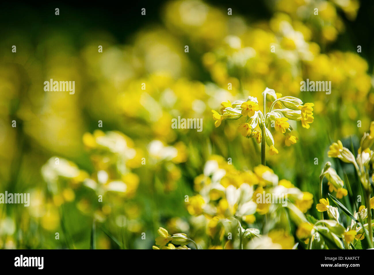 Primroses basking in sunshine hi-res stock photography and images - Alamy