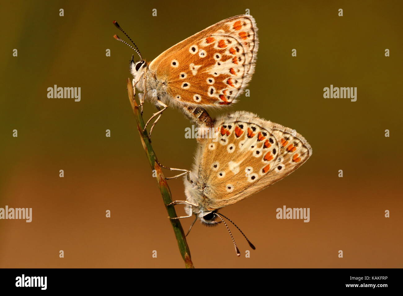 Pairing Brown Argus butterflies Stock Photo - Alamy