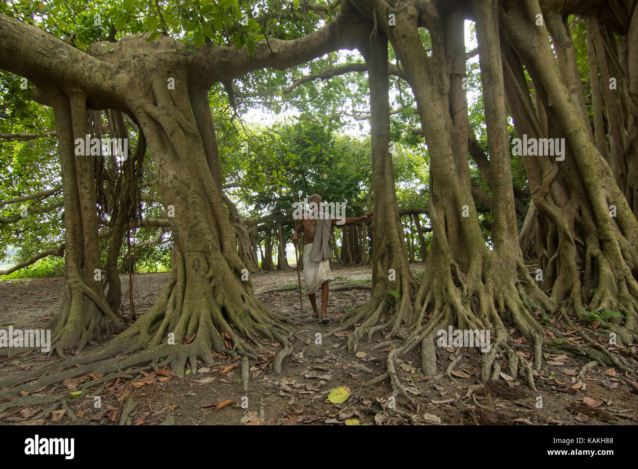 500 years old banyan tree Stock Photo - Alamy
