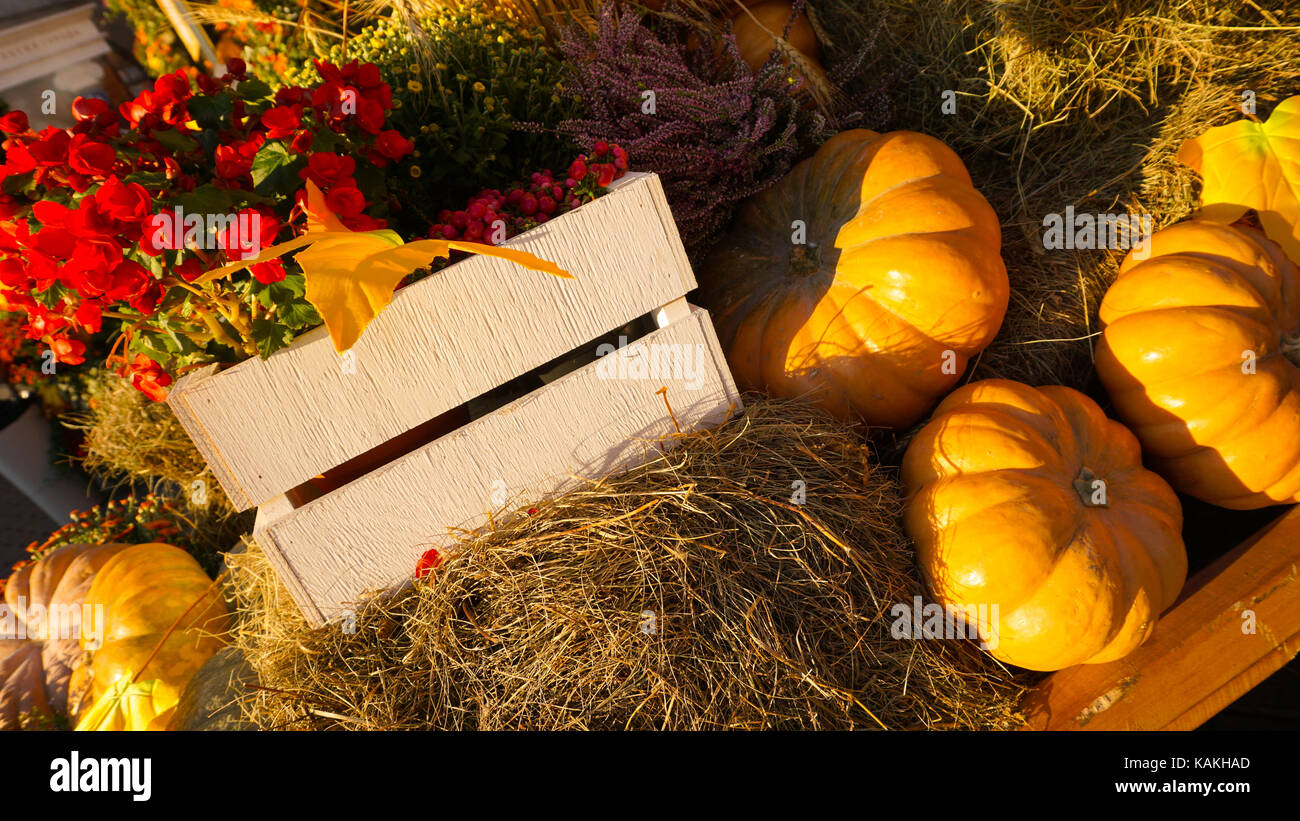 This was taken in Moscow Russia Pumpkin day Stock Photo - Alamy