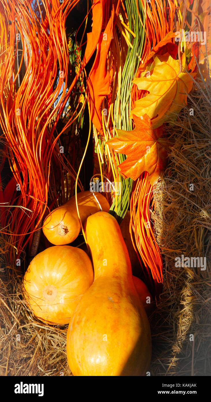 This was taken in Moscow Russia Pumpkin day Stock Photo - Alamy