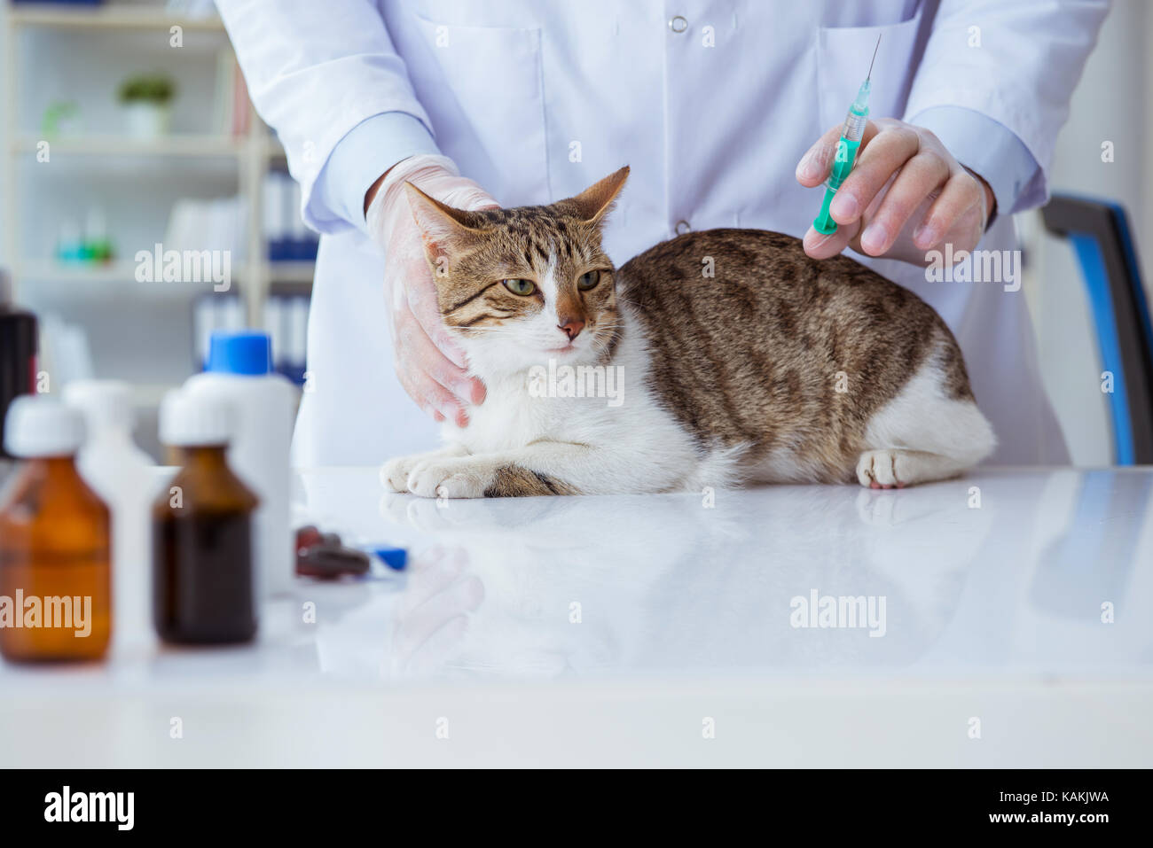 Cat visiting vet for regular check up Stock Photo - Alamy