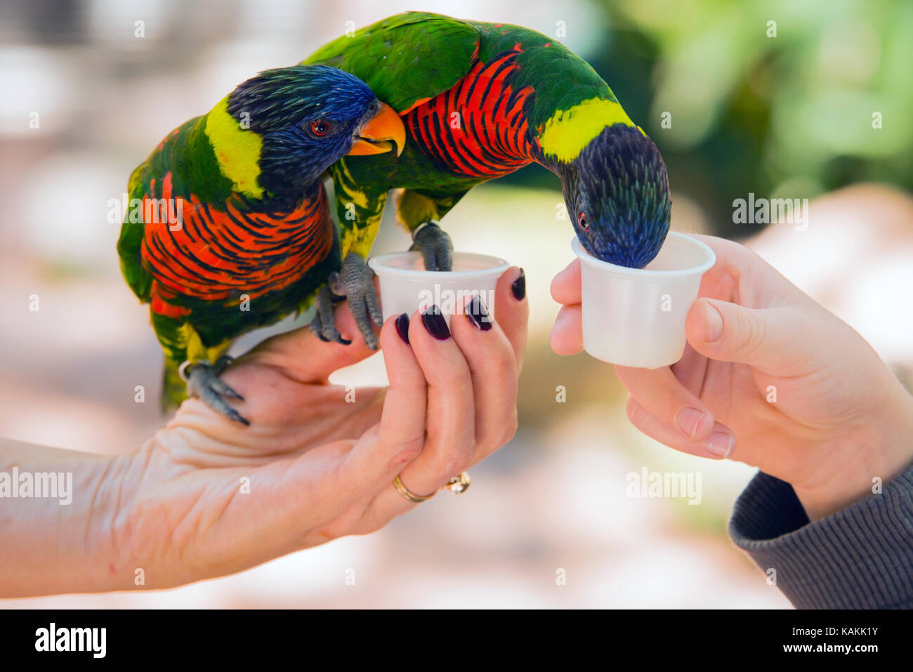 Two birds eating from peoples hands hi-res stock photography and images ...