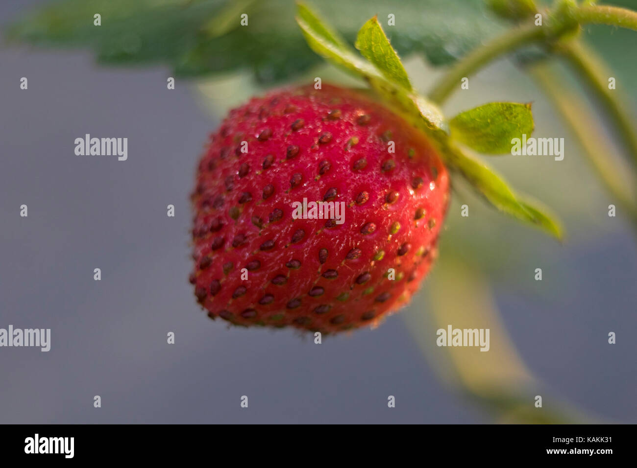 fresh organic strawberries Stock Photo - Alamy