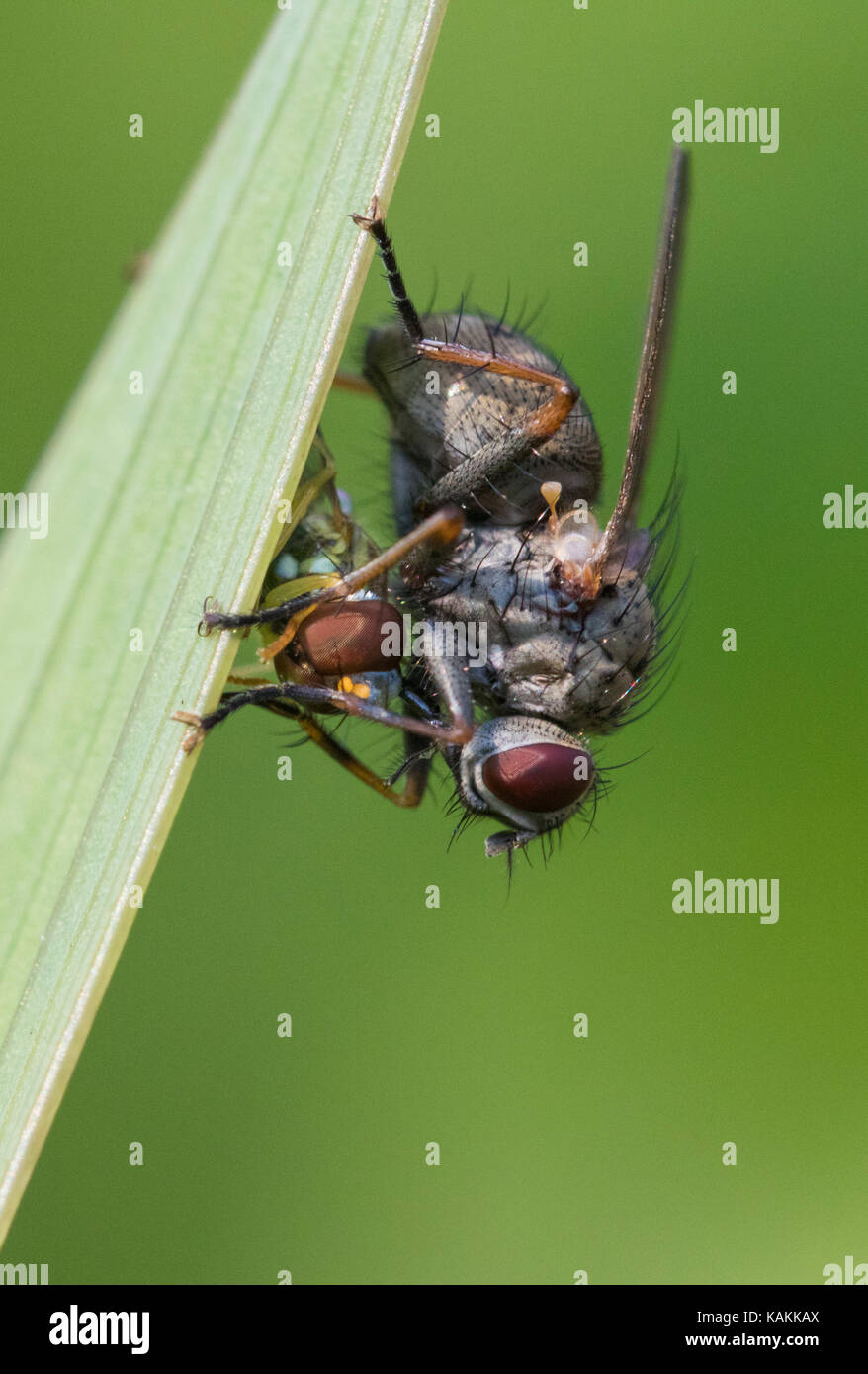 Flesh eating fly hi-res stock photography and images - Alamy