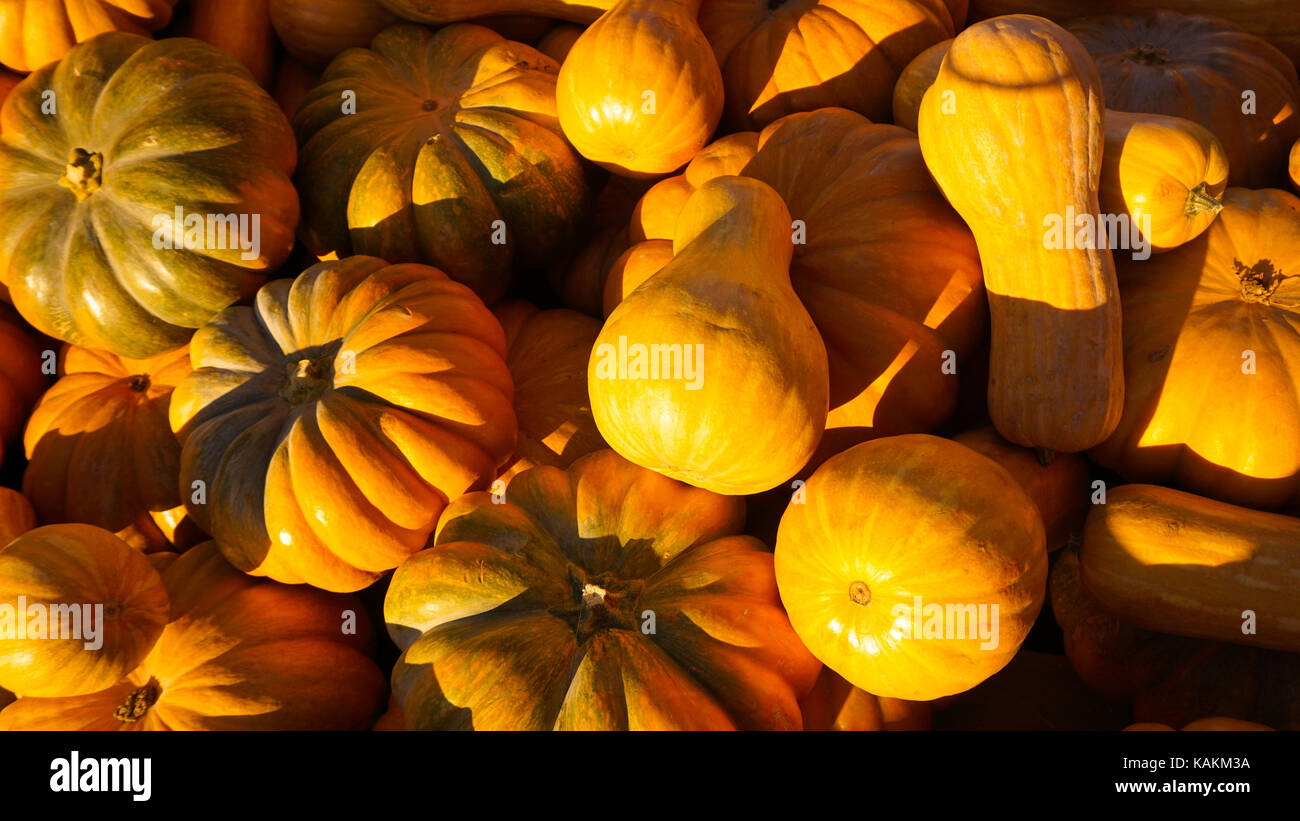This was taken in Moscow Russia Pumpkin day Stock Photo - Alamy