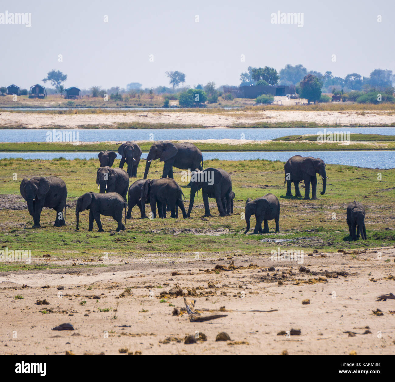 Elephant fangs hi-res stock photography and images - Alamy