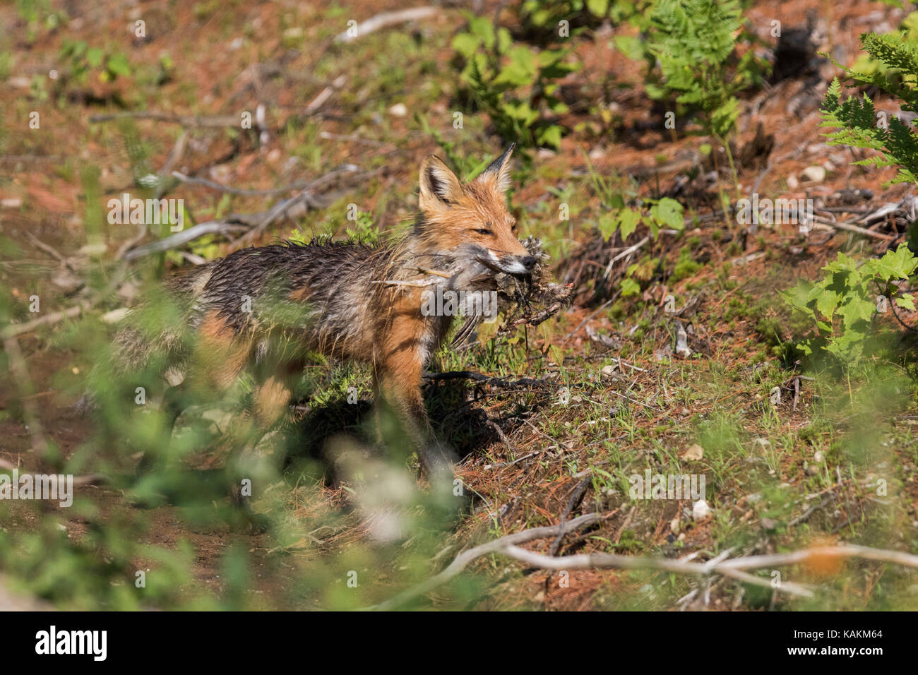 red fox on the road with prey Stock Photo - Alamy