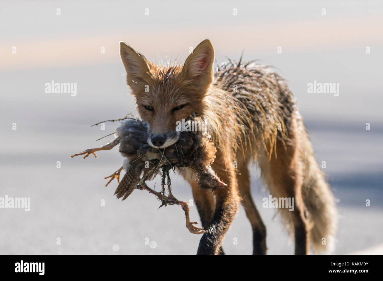 red fox on the road with prey Stock Photo - Alamy