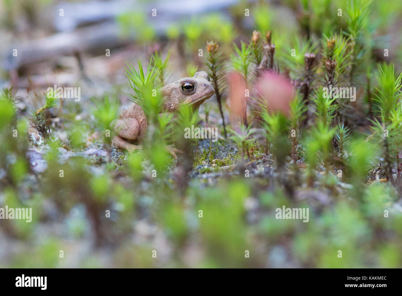 baby american toad Stock Photo - Alamy