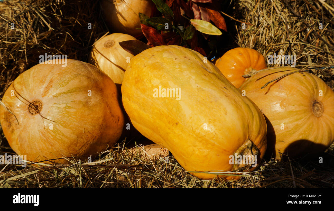 This was taken in Moscow Russia Pumpkin day Stock Photo - Alamy