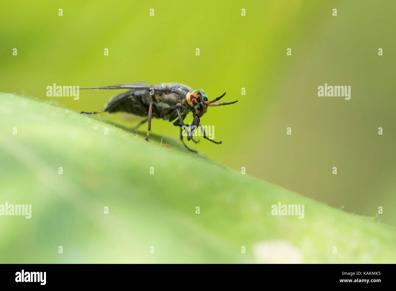Deer fly detail Stock Photo - Alamy