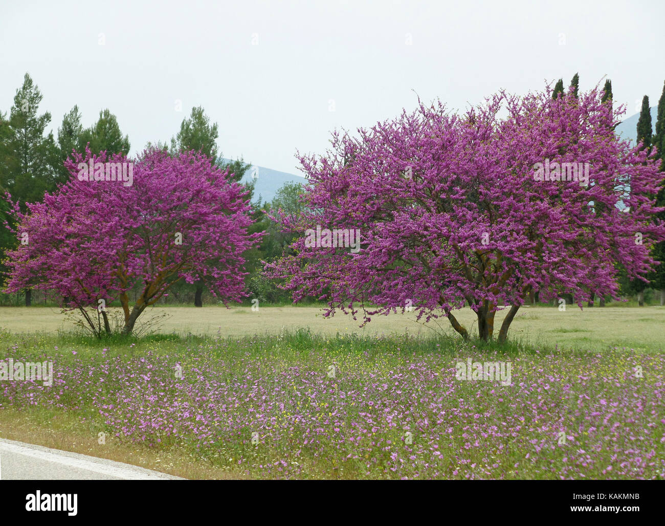 Vibrant pink wild flowering trees along the country roadside in Spring ...