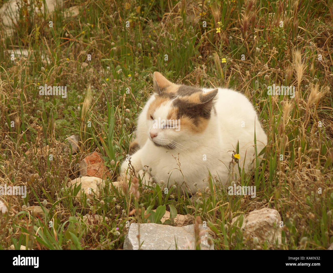 One Cute Calico Cat Napping on the Field of Acropolis, Athens of Greece ...