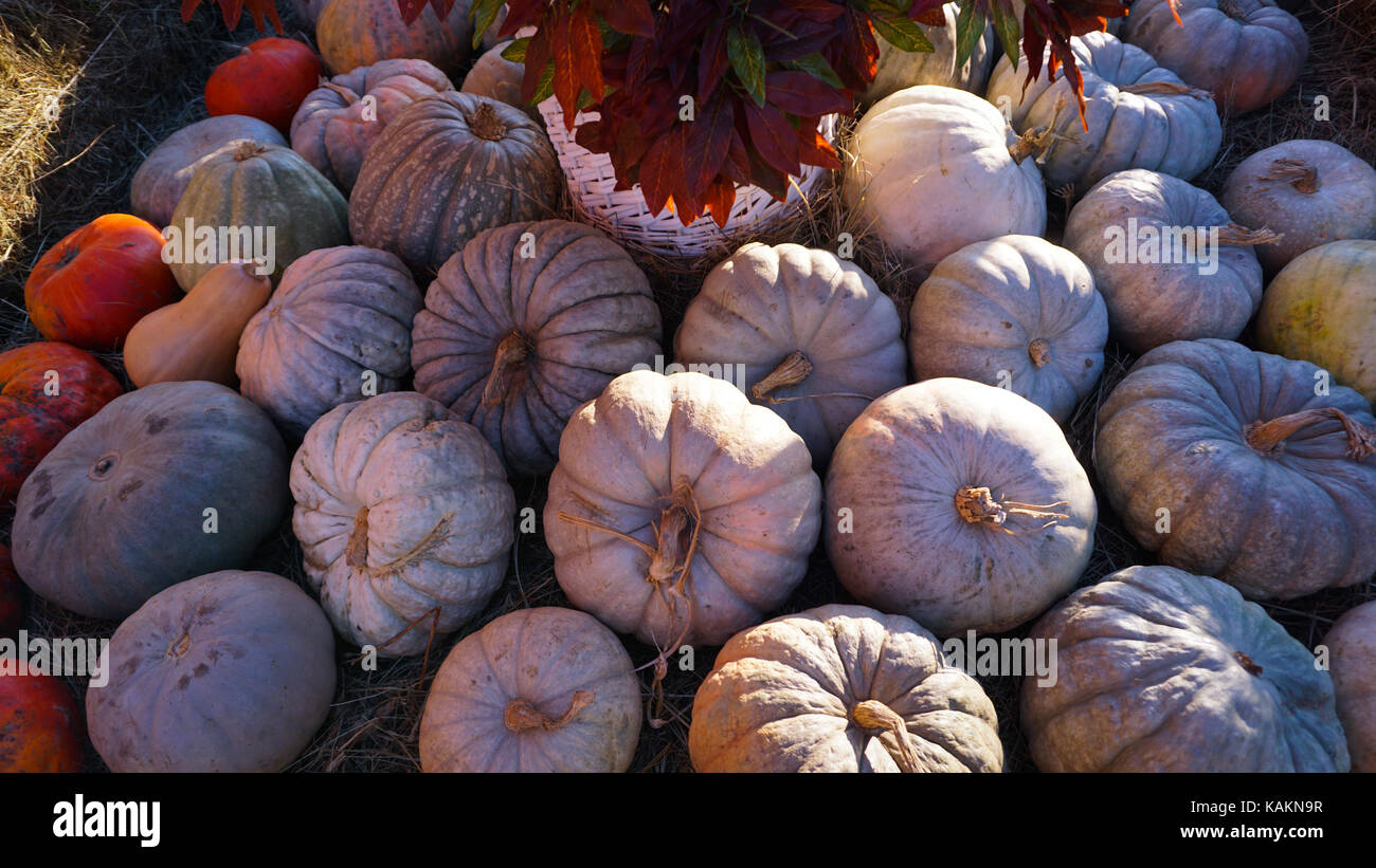 This was taken in Moscow Russia Pumpkin day Stock Photo - Alamy