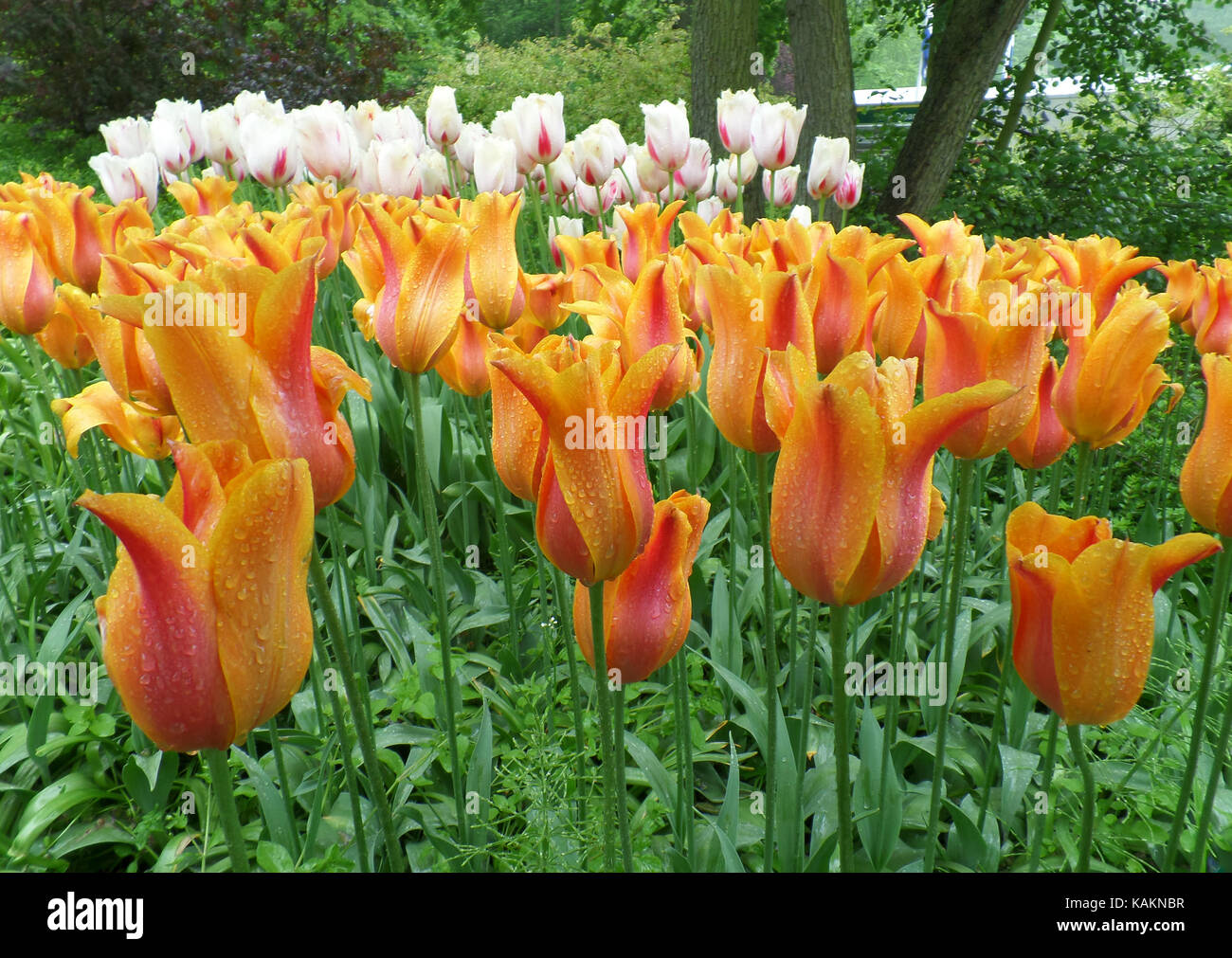 Orange with Pink Blooming Two-tone Tulip Flowers in the Spring Shower ...