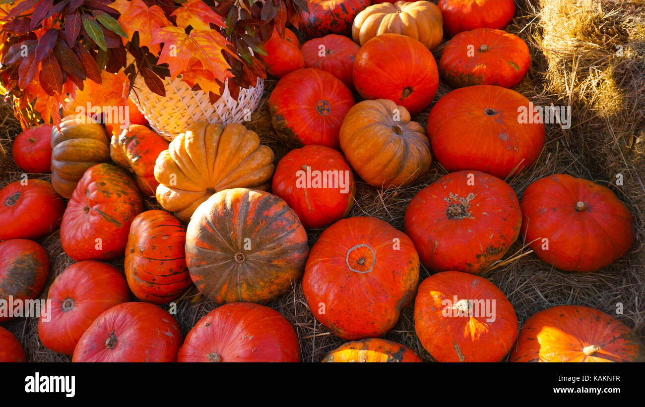 This was taken in Moscow Russia Pumpkin day Stock Photo - Alamy