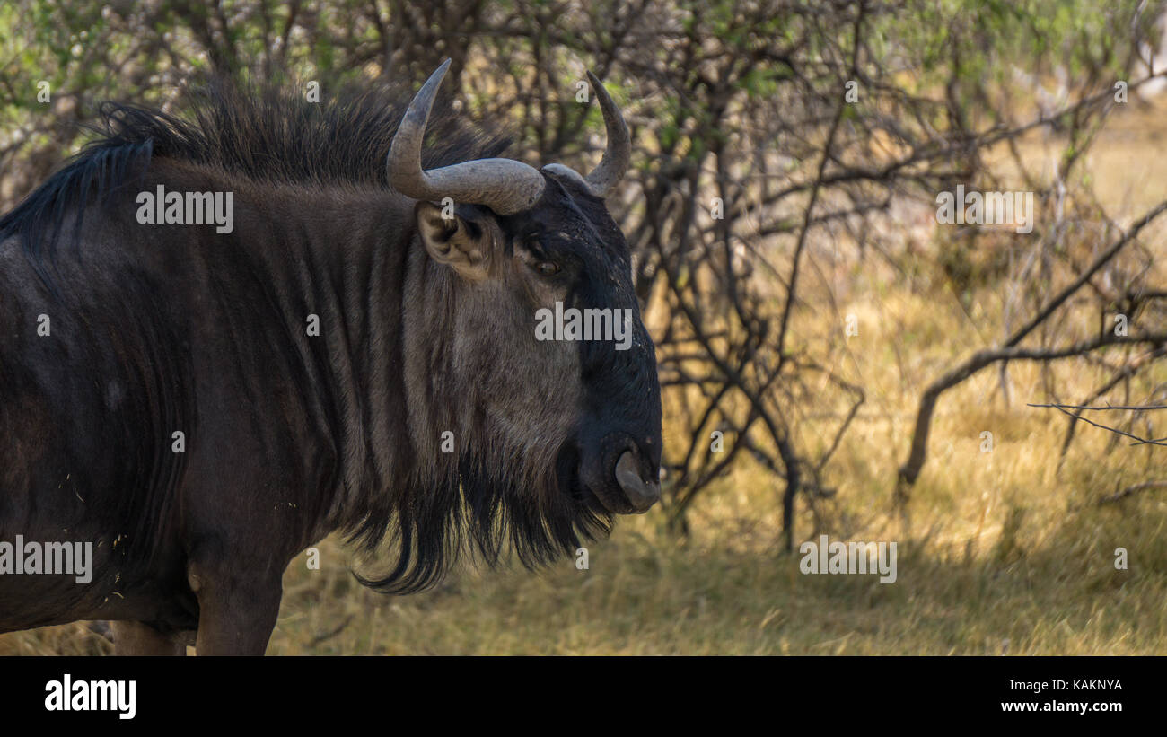 Wildebeest, Antilope Gnu in Namibia Stock Photo - Alamy