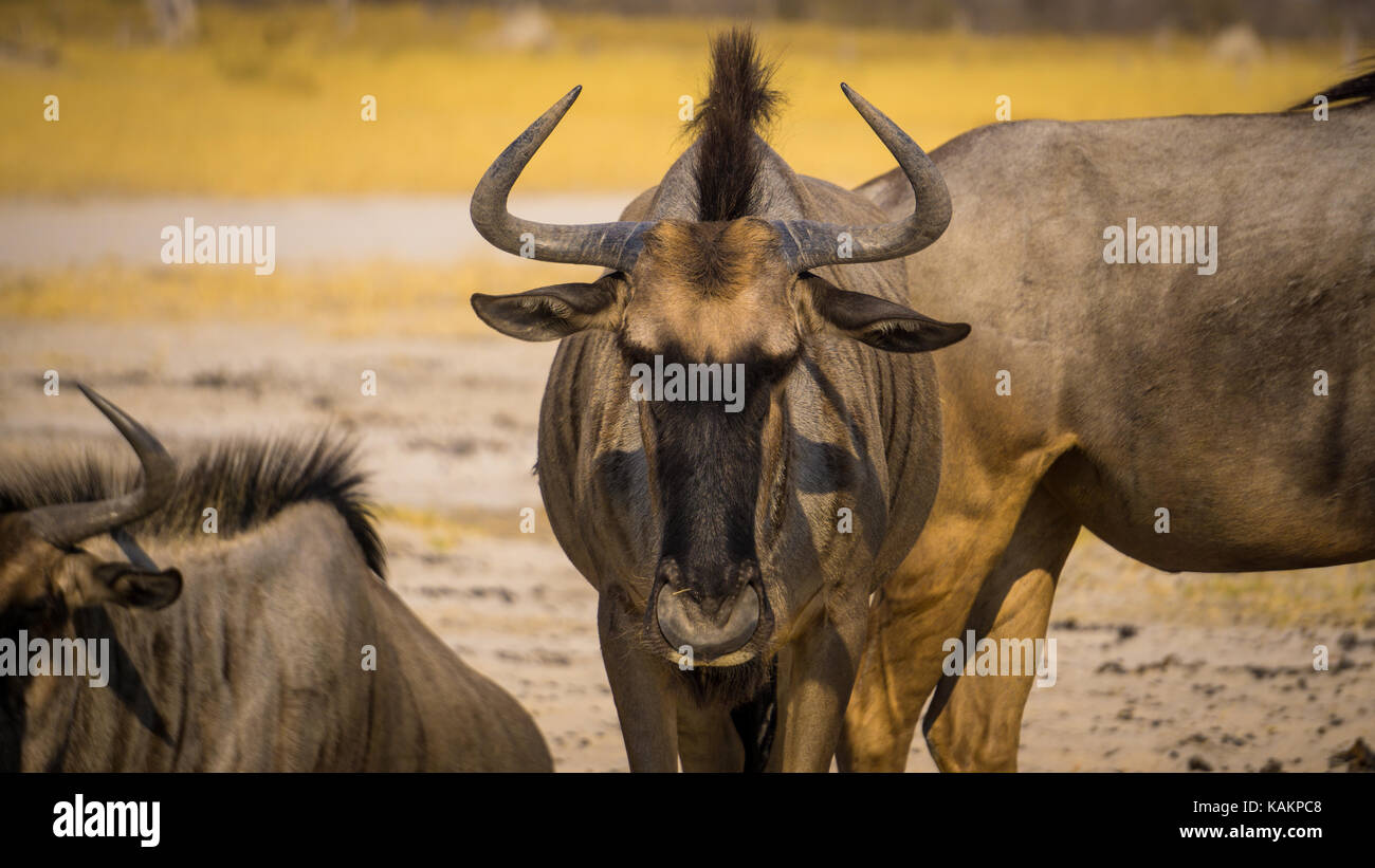 Wildebeest, Antilope Gnu in Namibia Stock Photo - Alamy Wildebeest, Antilope Gnu in Namibia Stock Photo - Alamy