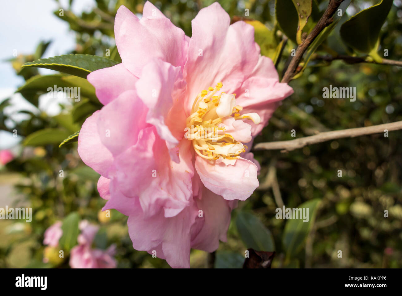 A pink Camilla flower Stock Photo - Alamy