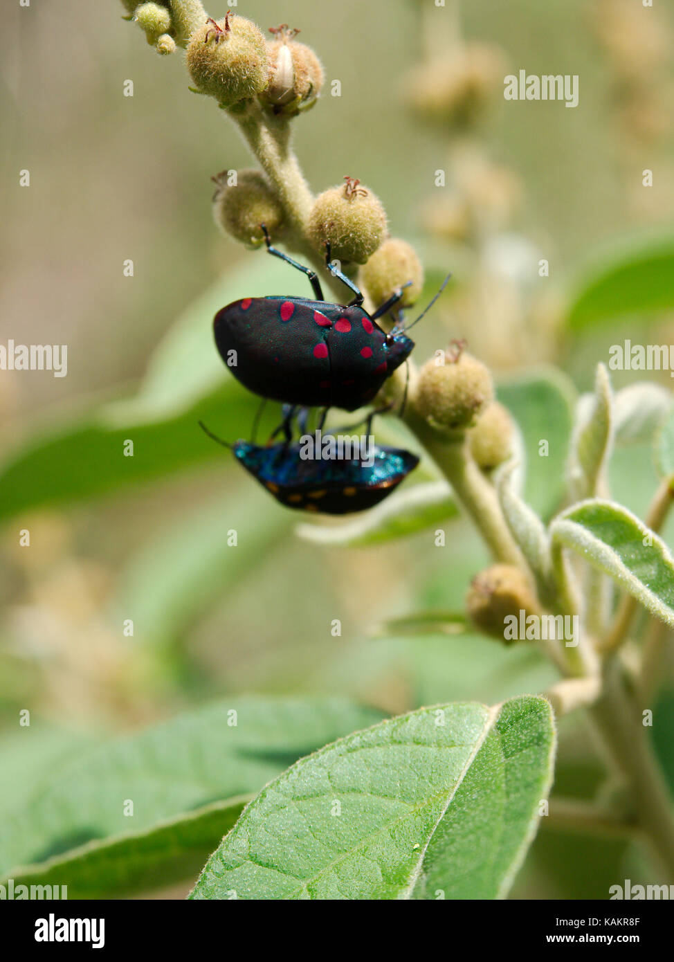 La Cumbre, Cordoba, Argentina - 2017: Autochthonous beetles at the top ...