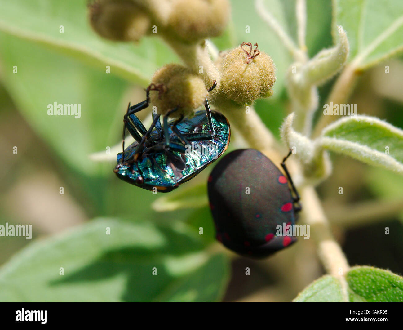 La Cumbre, Cordoba, Argentina - 2017: Autochthonous beetles at the top ...