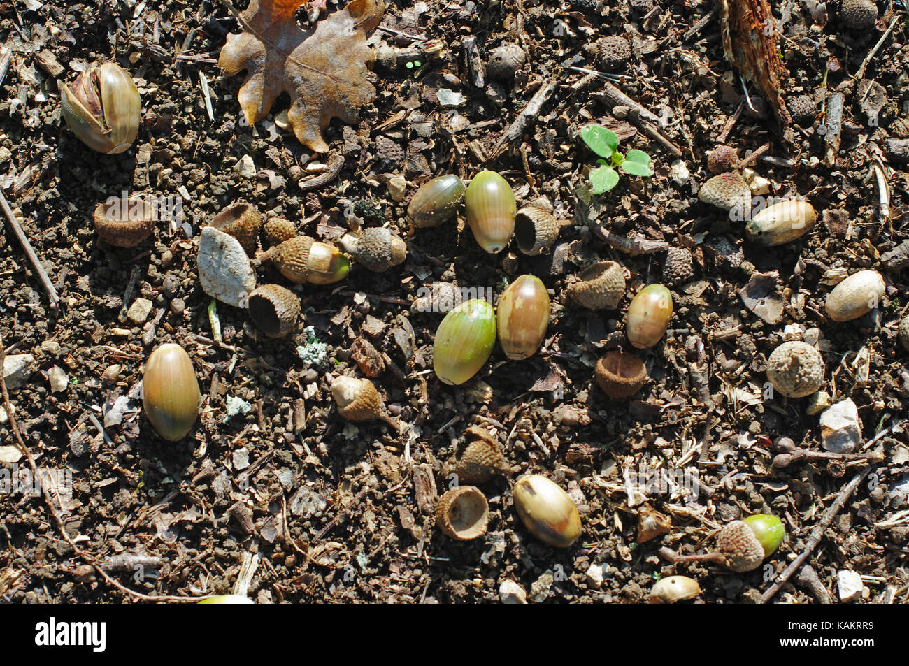 Oak nuts hi-res stock photography and images - Alamy