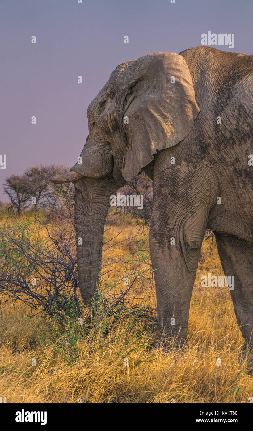 African Elephant in Savanna Stock Photo - Alamy
