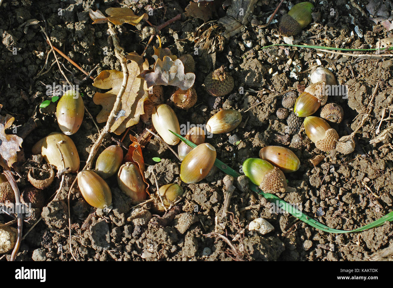 Oak nuts hi-res stock photography and images - Alamy