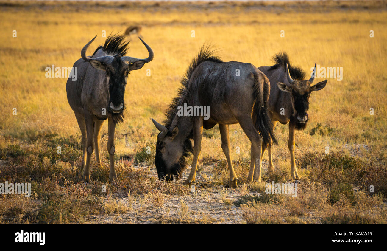Wildebeest, Antilope Gnu in Namibia Stock Photo - Alamy