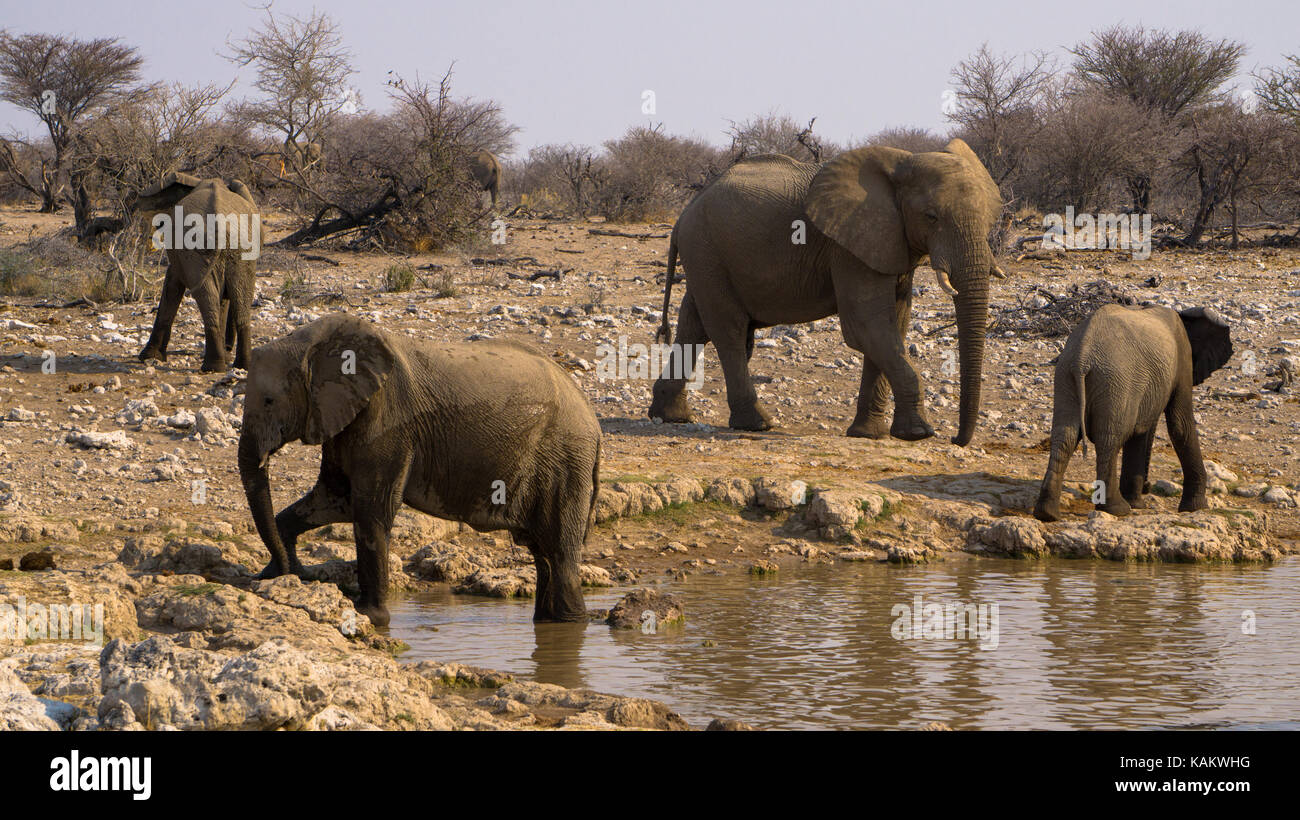 African elephant hunting trip hi-res stock photography and images - Alamy
