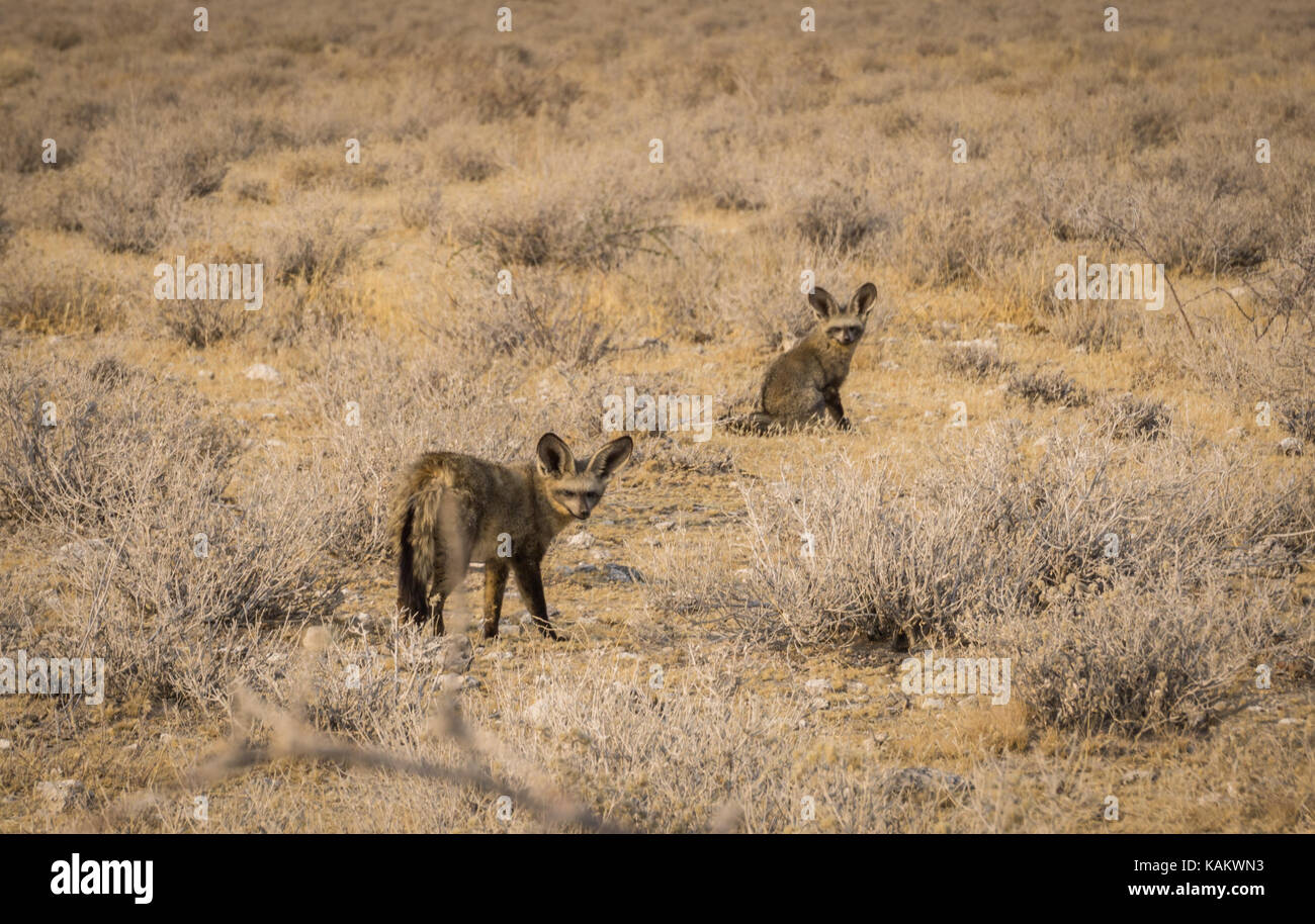 Bat Eared Fox in Etosha, Namibia Stock Photo - Alamy