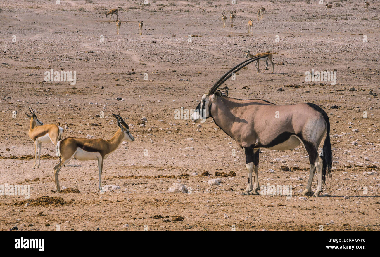 Oryx, Springbok and Ostrich at a Pond in Etosha, Namibia Stock Photo ...