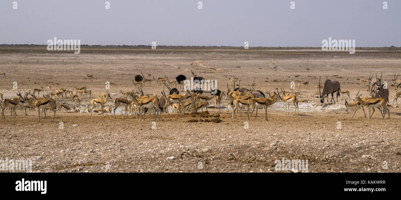 Oryx, Springbok and Ostrich at a Pond in Etosha, Namibia Stock Photo ...