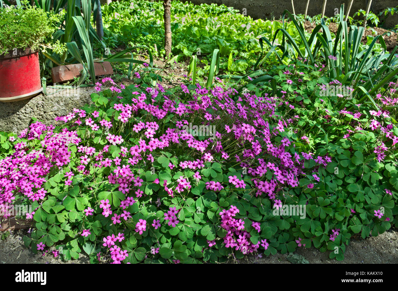 Small purple flowers in garden on spring sun Stock Photo - Alamy