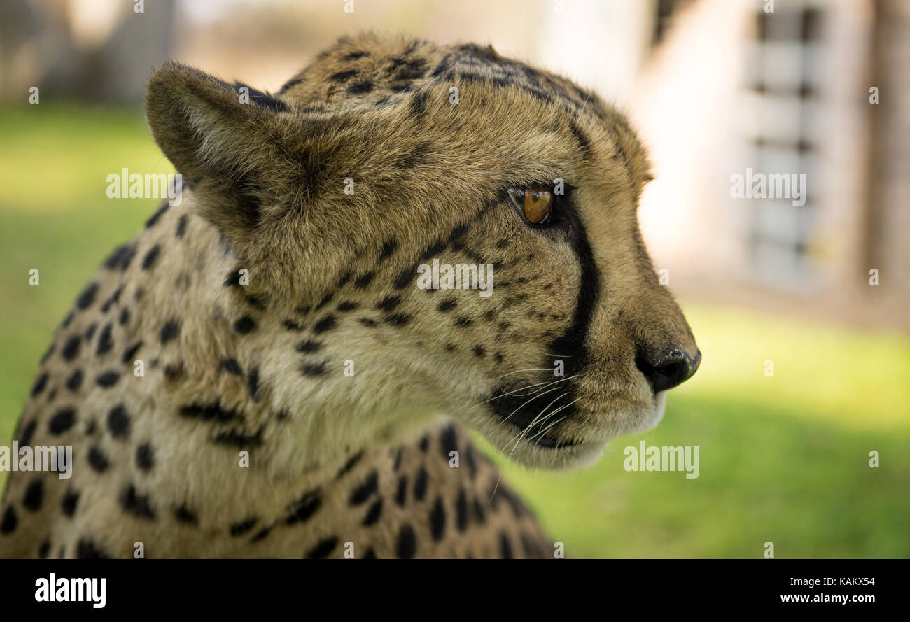 Playing with Wild Cheetah Experience, Namibia Stock Photo - Alamy