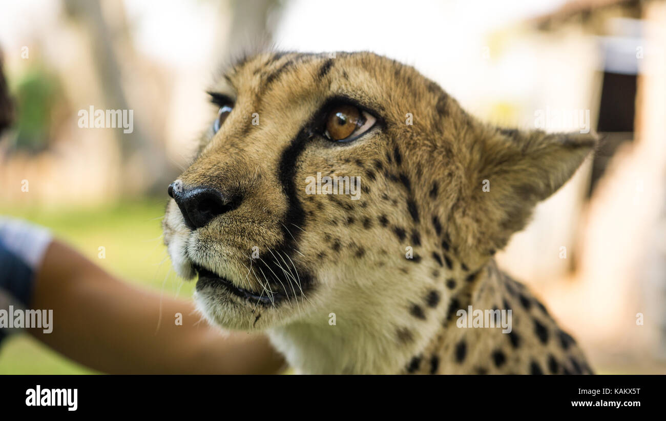 Playing with Wild Cheetah Experience, Namibia Stock Photo - Alamy
