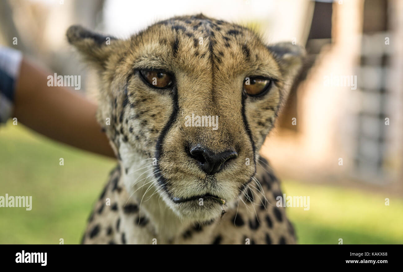Playing with Wild Cheetah Experience, Namibia Stock Photo - Alamy