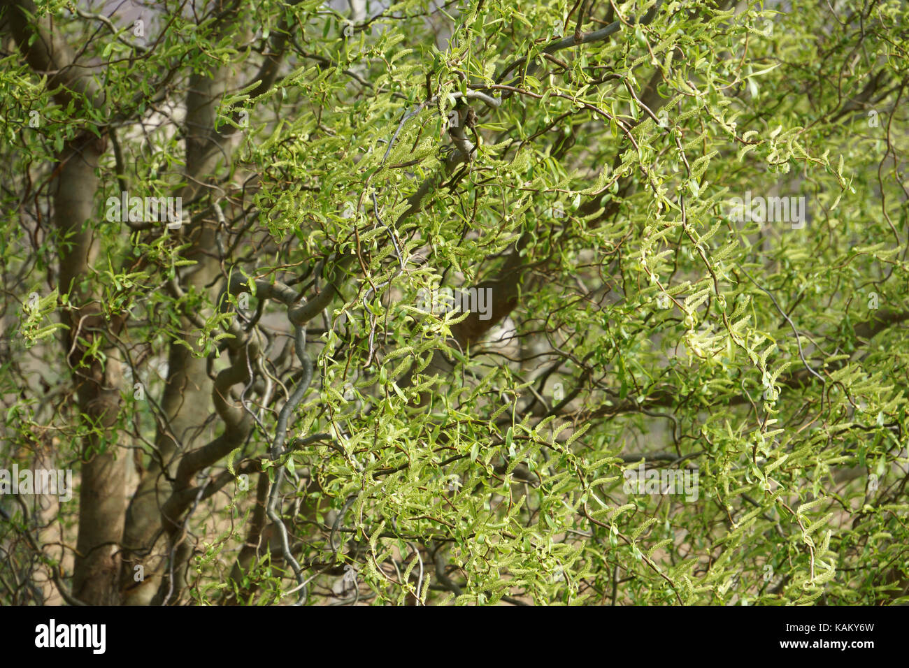 Twisted corkscrew hazel corylus avellana hi-res stock photography and ...