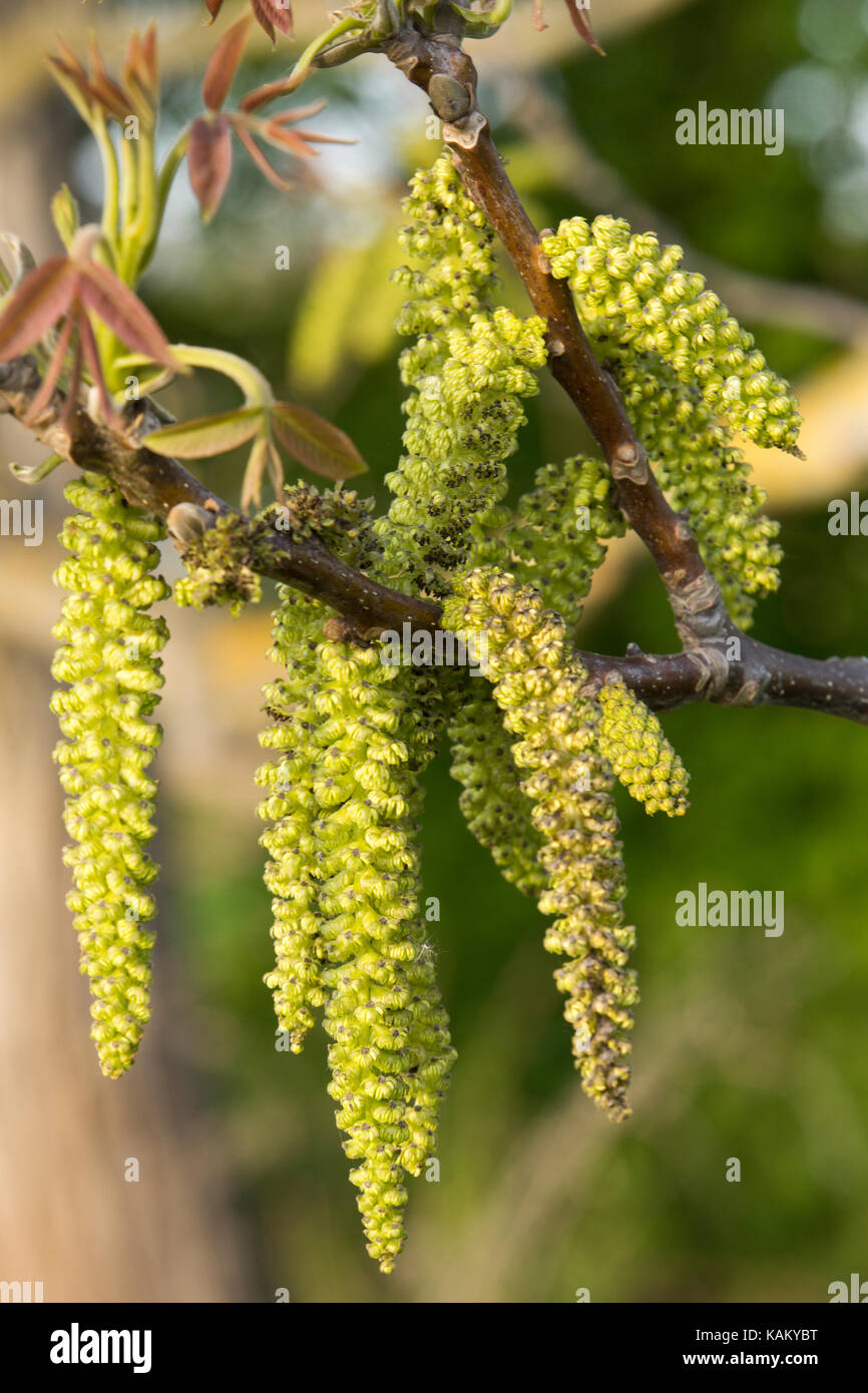 Male bloom of a hazelnut bush Stock Photo - Alamy